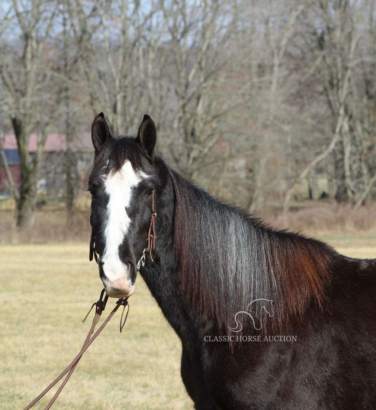 Tennessee Walking Horse Black Trail Horse
