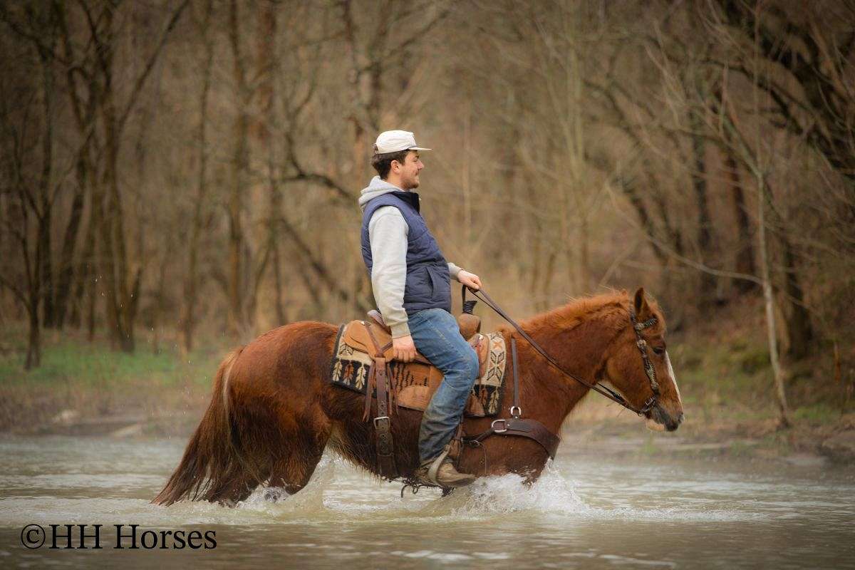 Gentle, Fancy Sorrel SHIRE Quarter Horse Mare, Trail Rides for Anyone