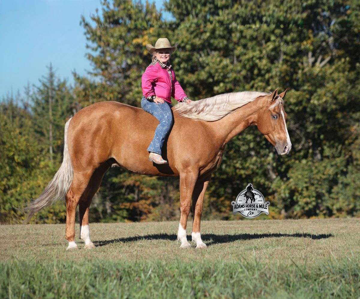 Gunner - Outstanding Reiner/Heel Horse Deluxe 5 yo Palomino AQHA Gelding!