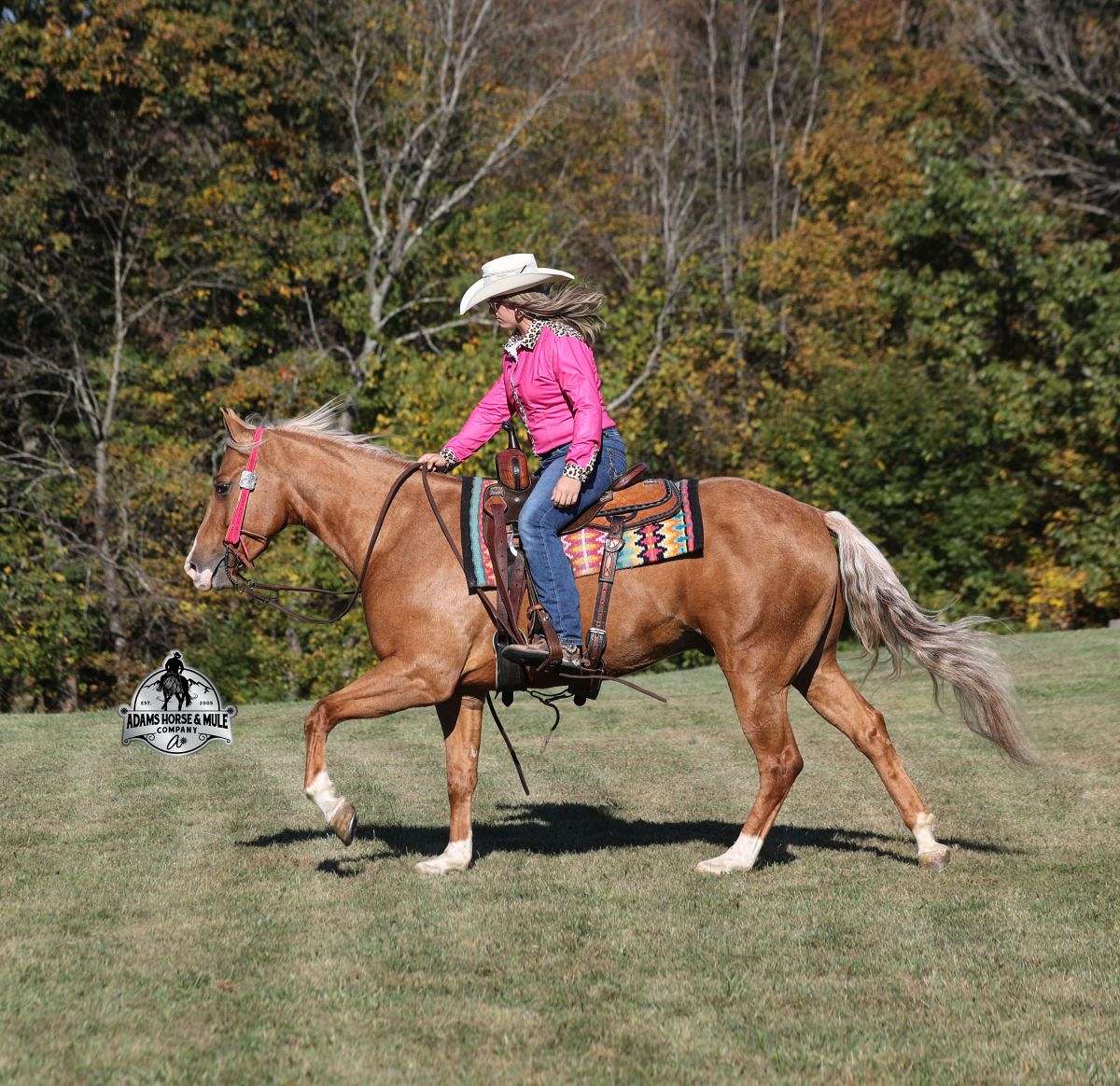 Gunner - Outstanding Reiner/Heel Horse Deluxe 5 yo Palomino AQHA Gelding!