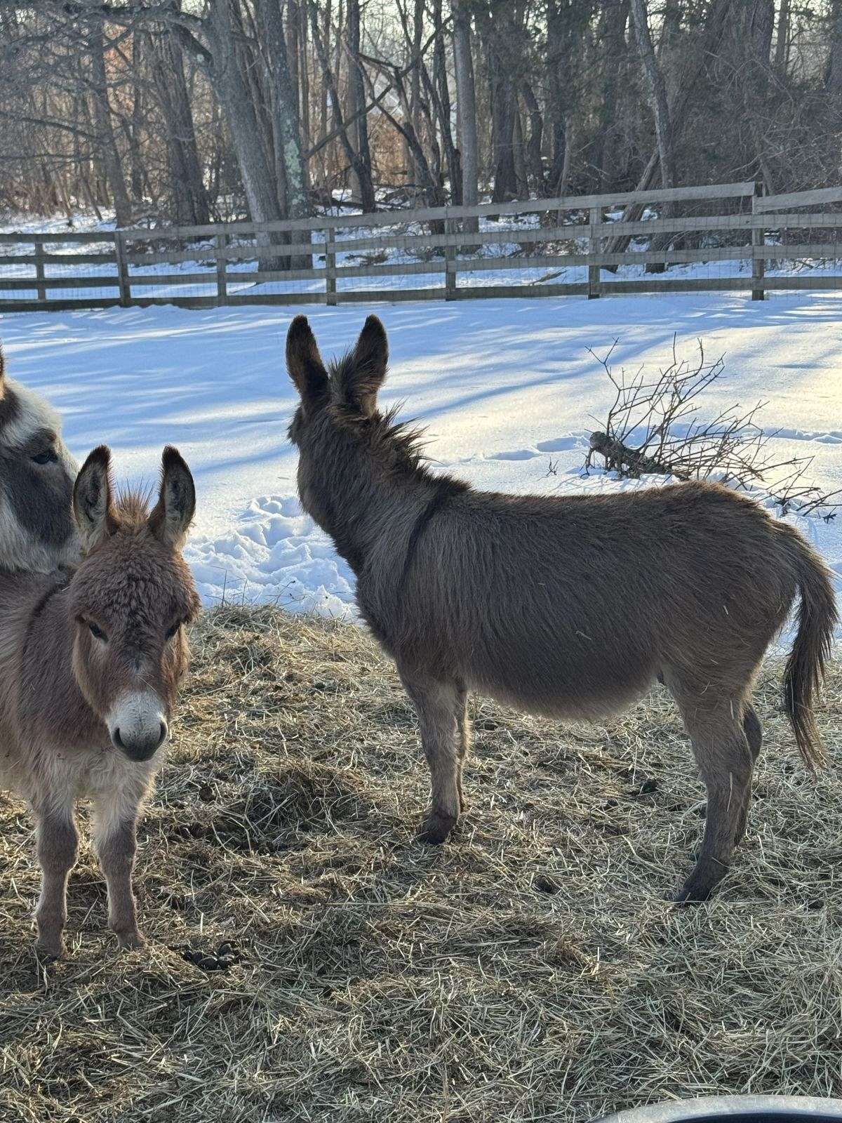 4 Mini Donkeys for Sale in Manalapan, NJ