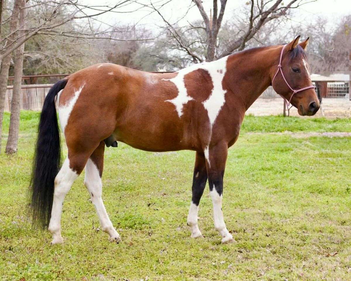 APHA Mecom Blue Prospect