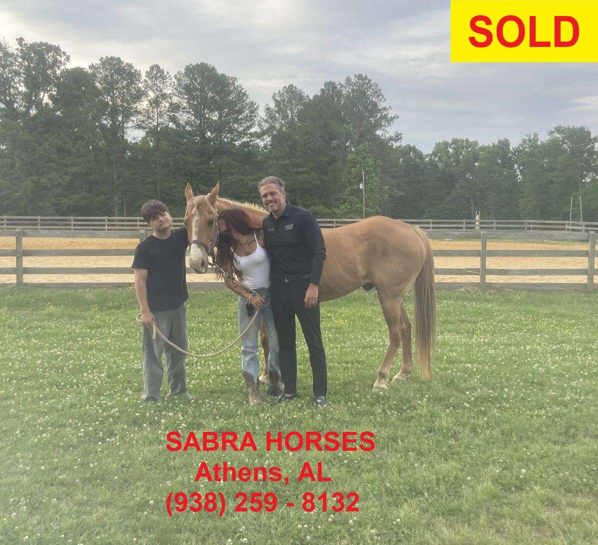 Team Roping Ranch QH Gelding