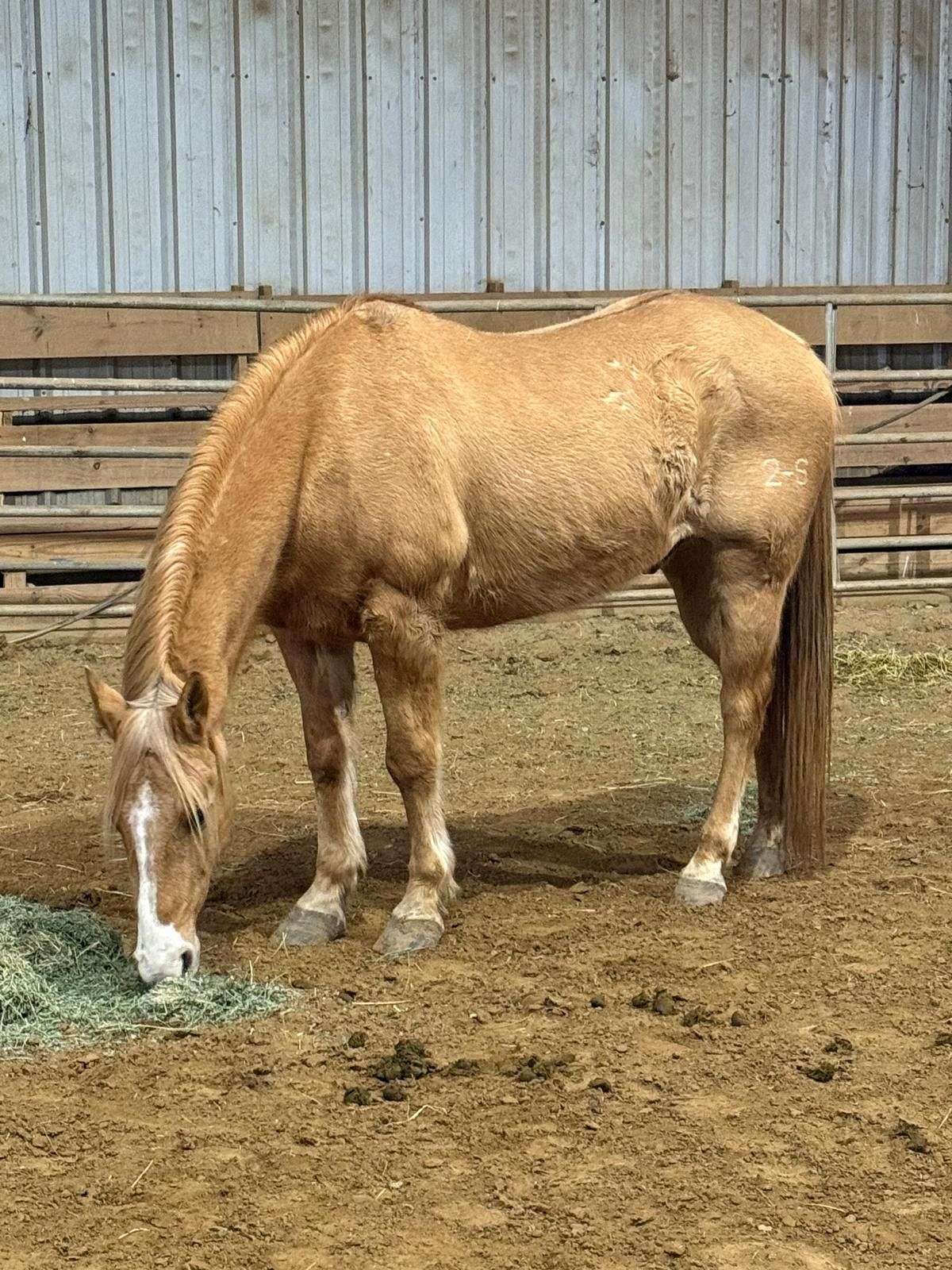 Team Roping Ranch QH Gelding
