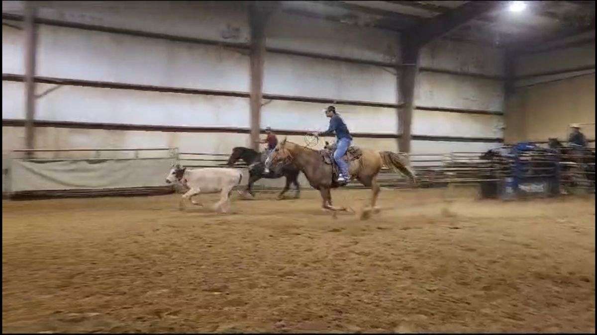 Team Roping Ranch QH Gelding