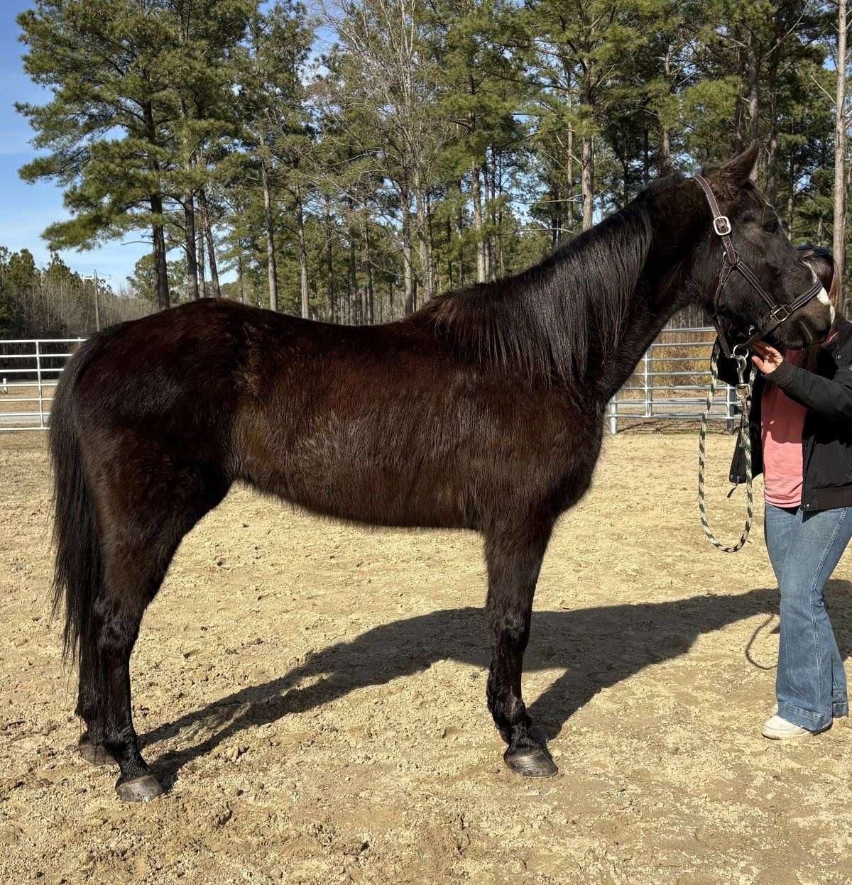 Morgan QH Cross