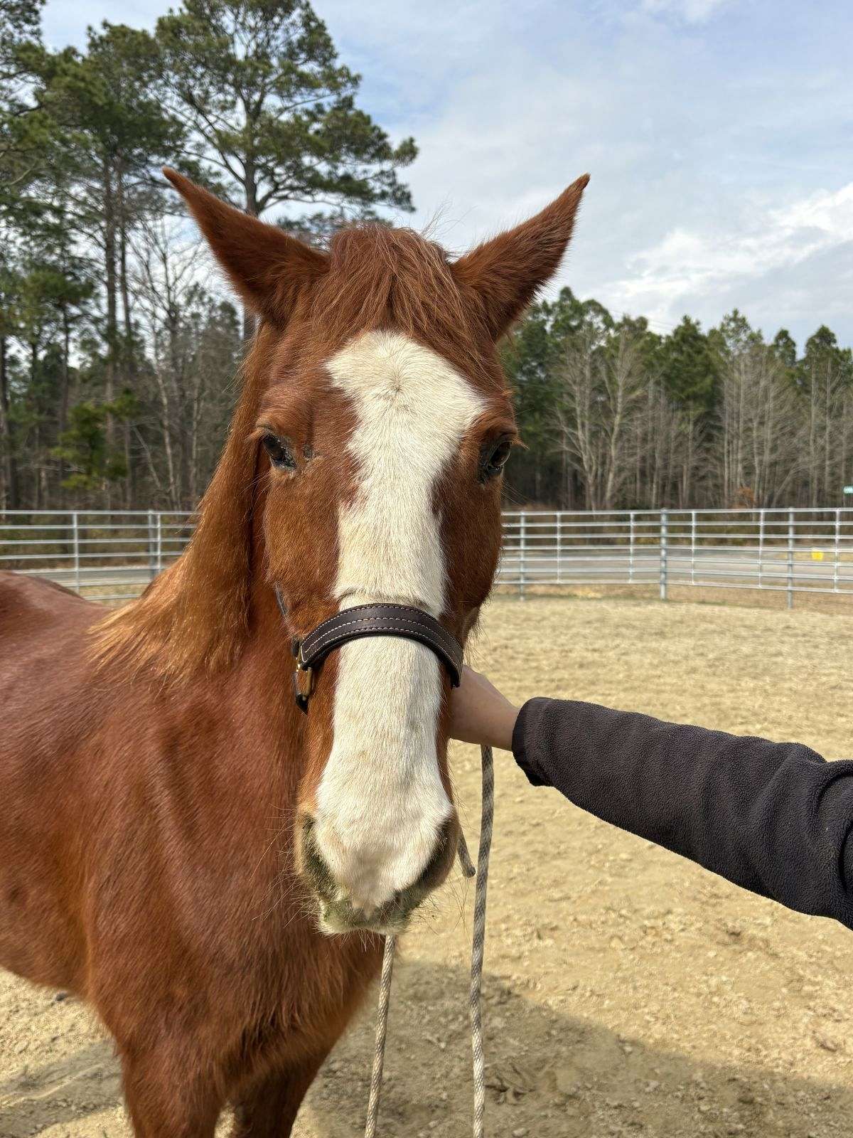 Sorrel Gaited Mare