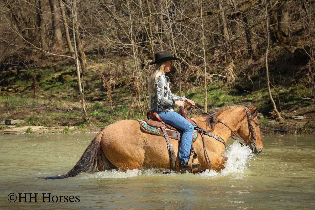 Very Well Broke Lineback Dun Mustang Gelding With Title, Ranch, Trail