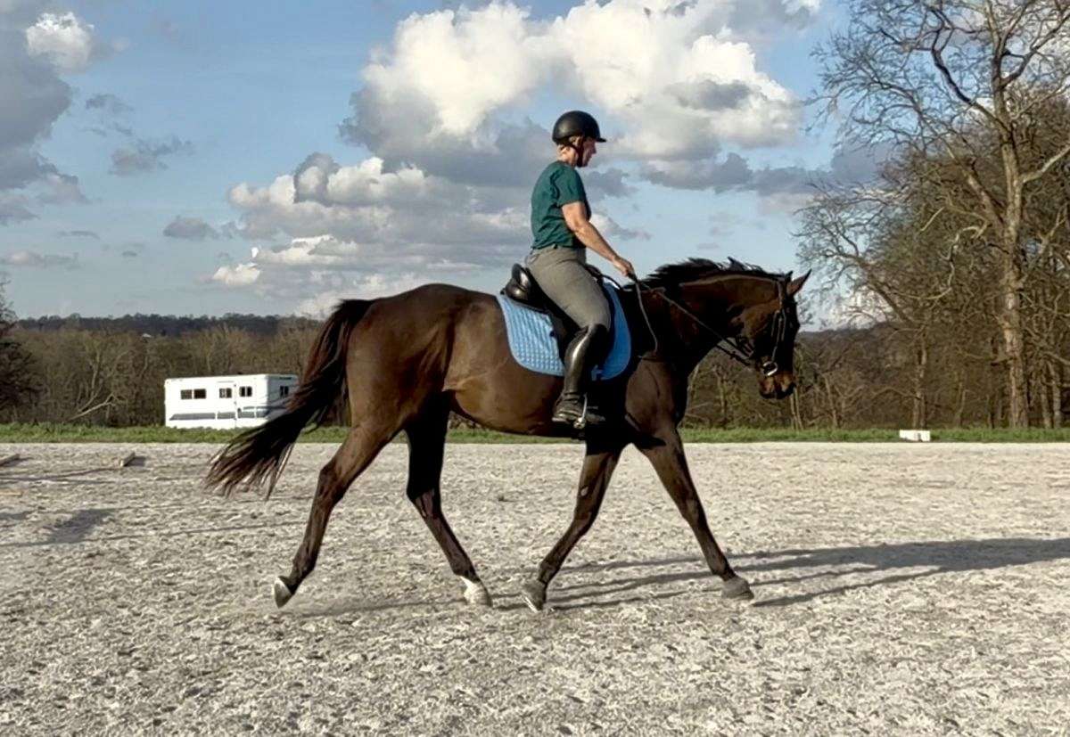 Athletic TB, Eventer/Jumper/Dressage Move Up Horse