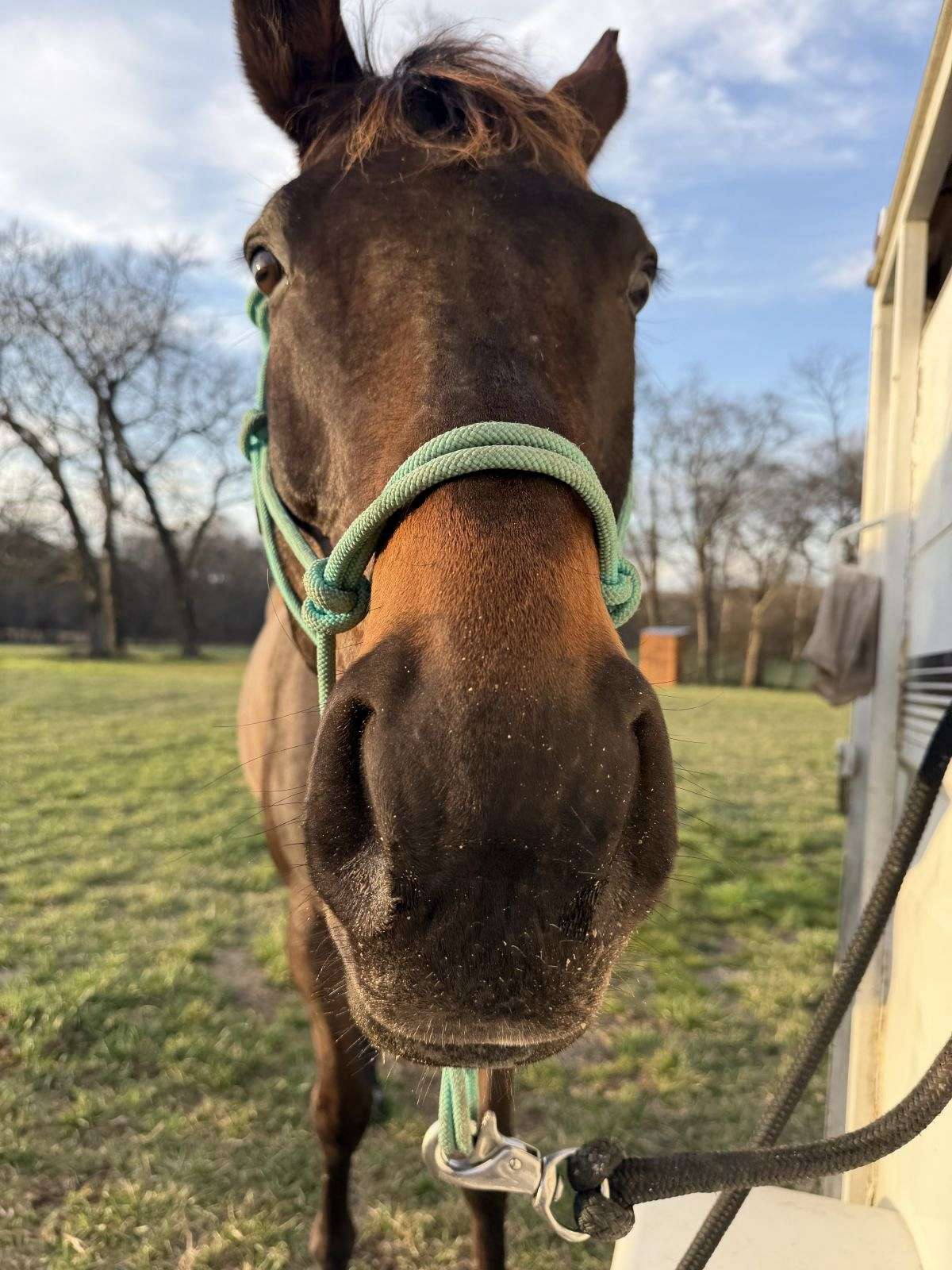 Athletic TB, Eventer/Jumper/Dressage Move Up Horse