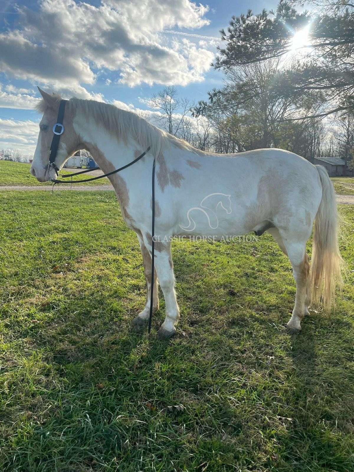 Palomino Overo Registered Tennessee Walking Horse