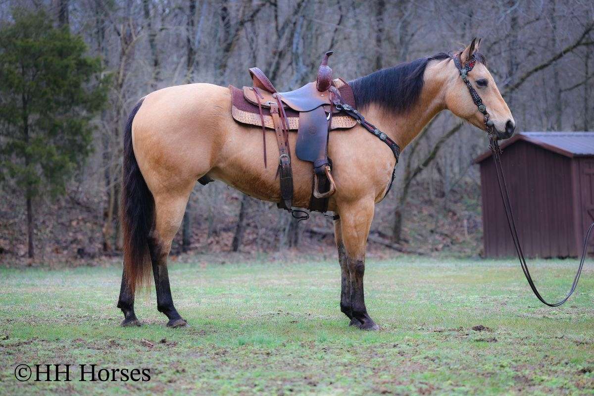 Real Broke, Well Bred, Responsive and Fun AQHA Buckskin Gelding, Ranch