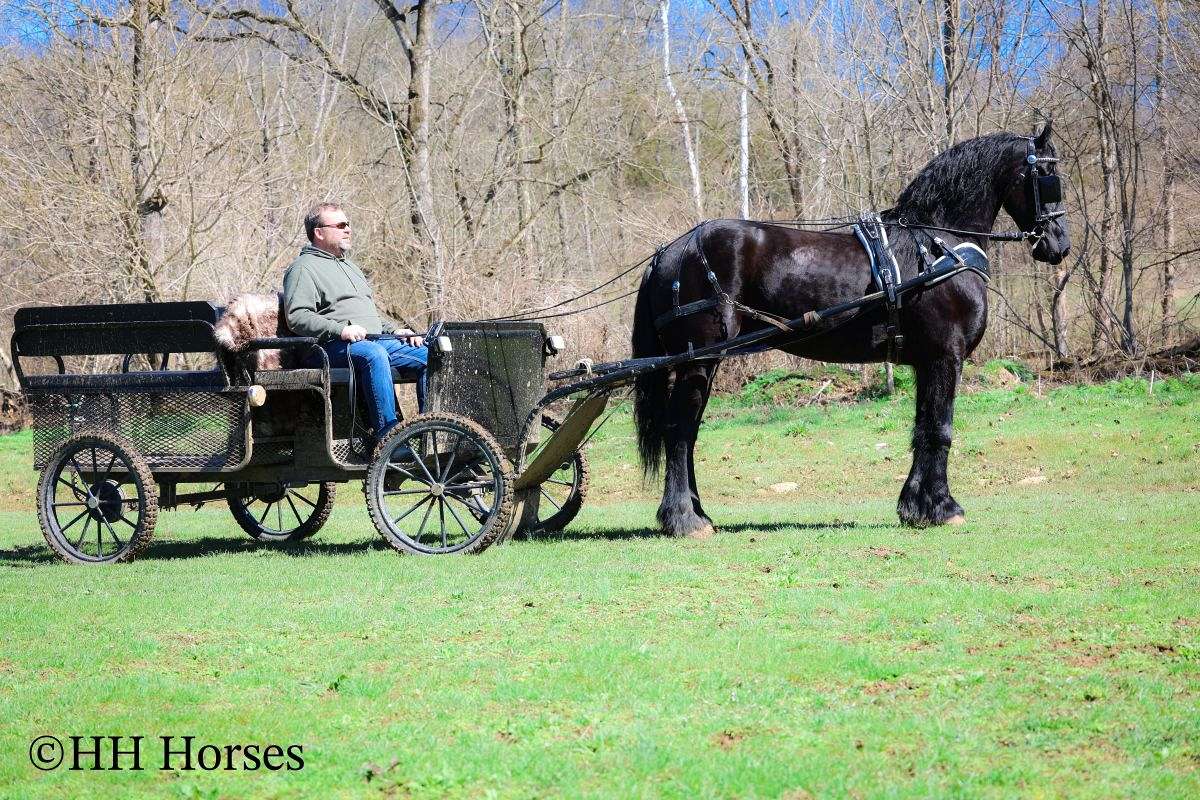Stylish and Fancy Registered Purebred Friesian Gelding, Rides and Drives