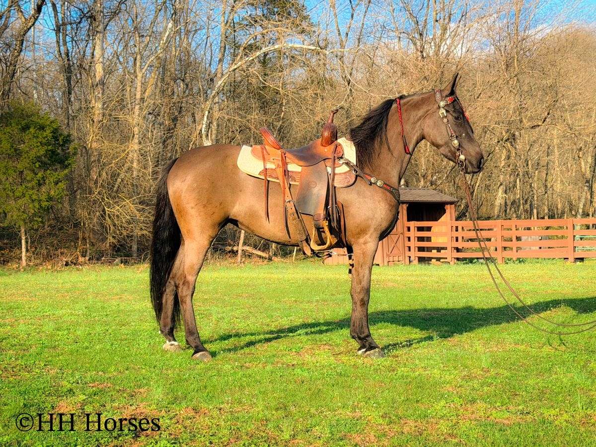 Super Regal, Elite, Fancy Going Registered Friesian Sport Horse Mare