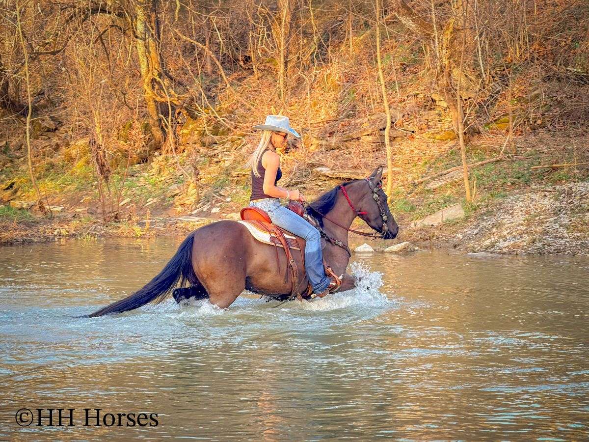 Super Regal, Elite, Fancy Going Registered Friesian Sport Horse Mare