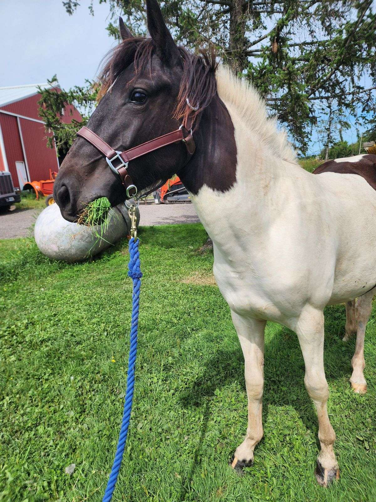 Willow Percheron/Paint/Mustang Cross