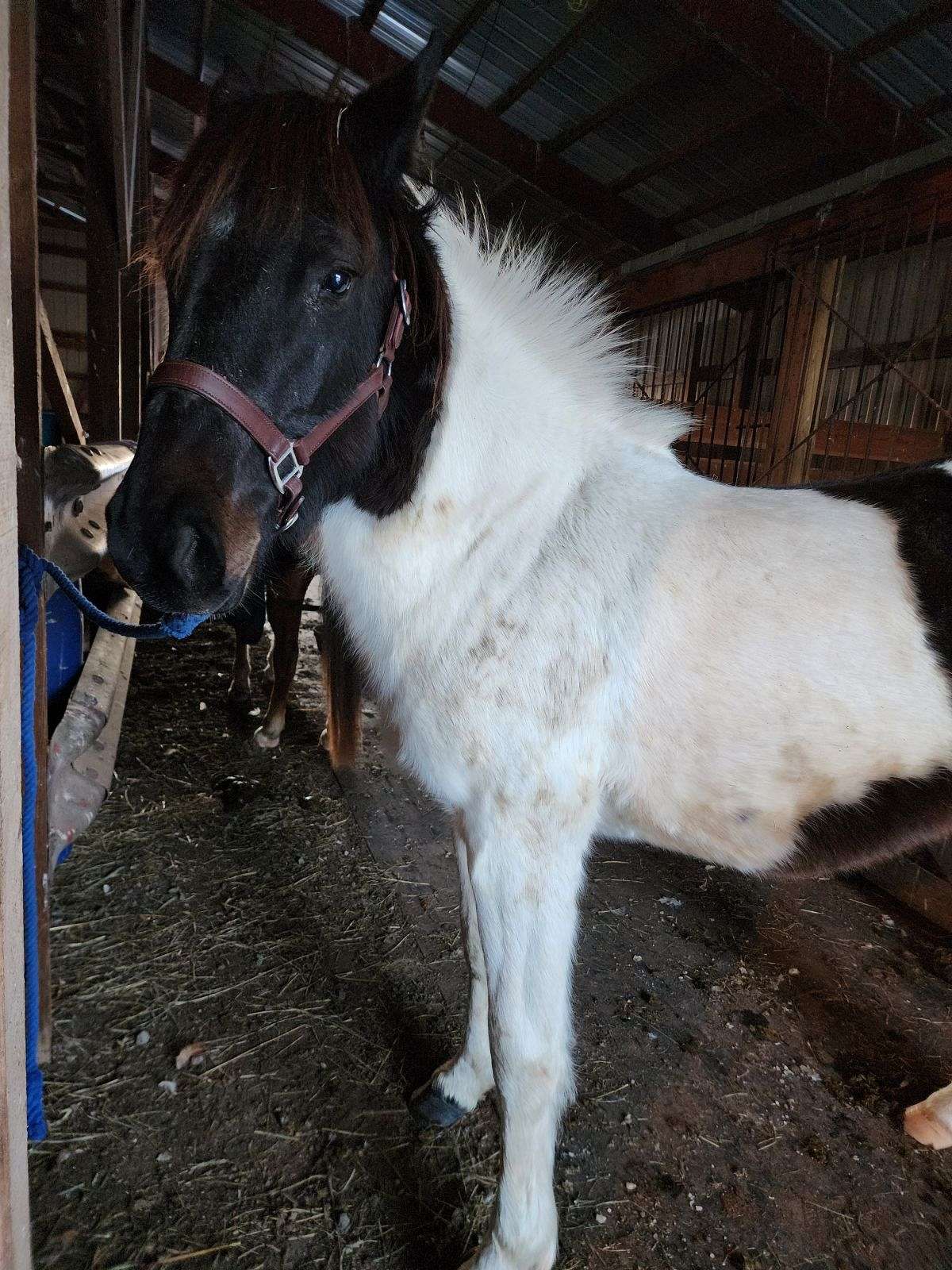 Willow Percheron/Paint/Mustang Cross
