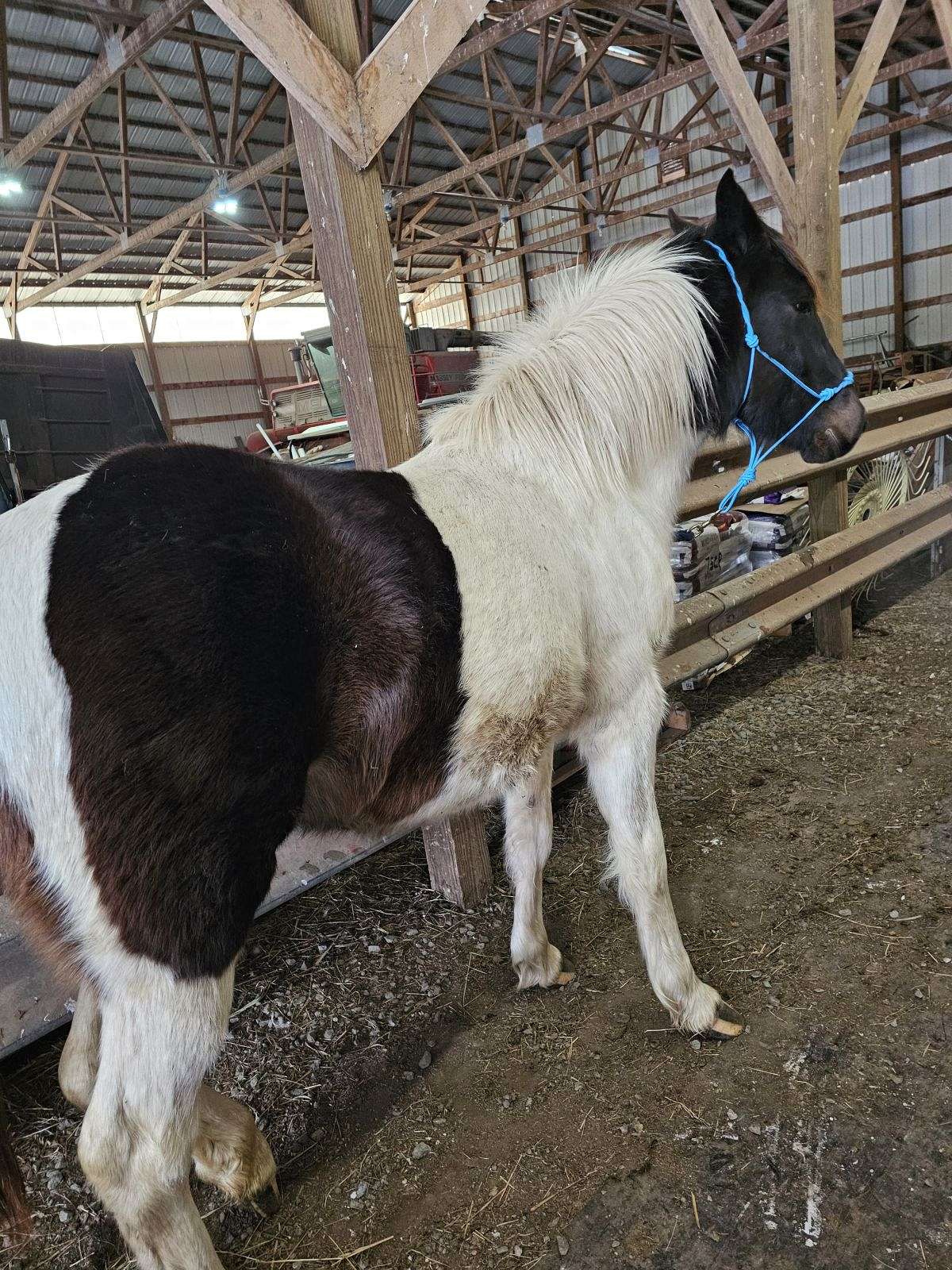 Willow Percheron/Paint/Mustang Cross