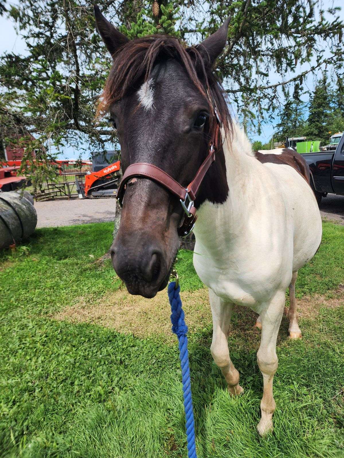 Willow Percheron/Paint/Mustang Cross