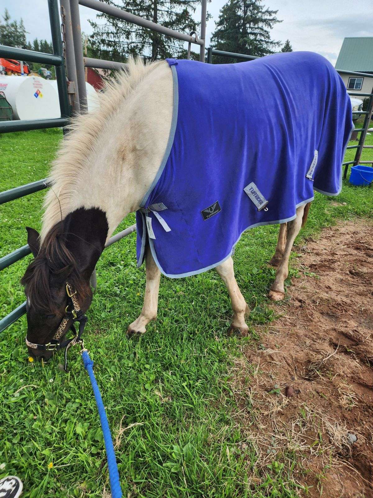 Willow Percheron/Paint/Mustang Cross