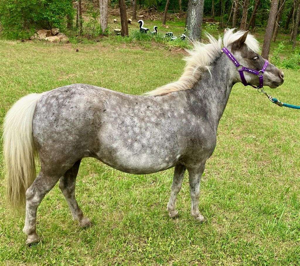 Gorgeous Silver Dapple Mare