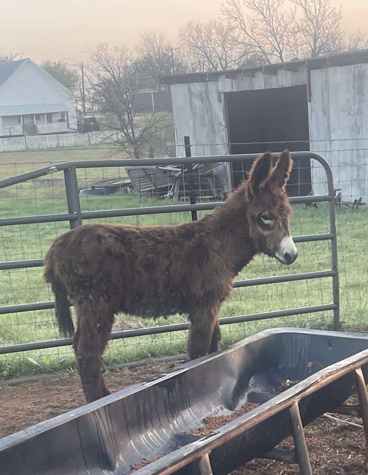 6 Months Old Standard Jenny