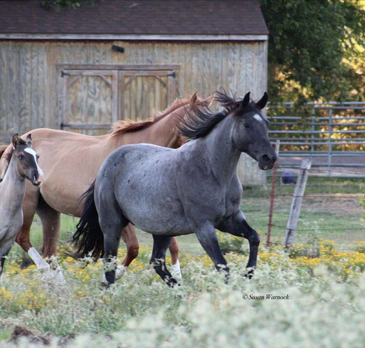 Beautiful True Blue Roan Broodmare!