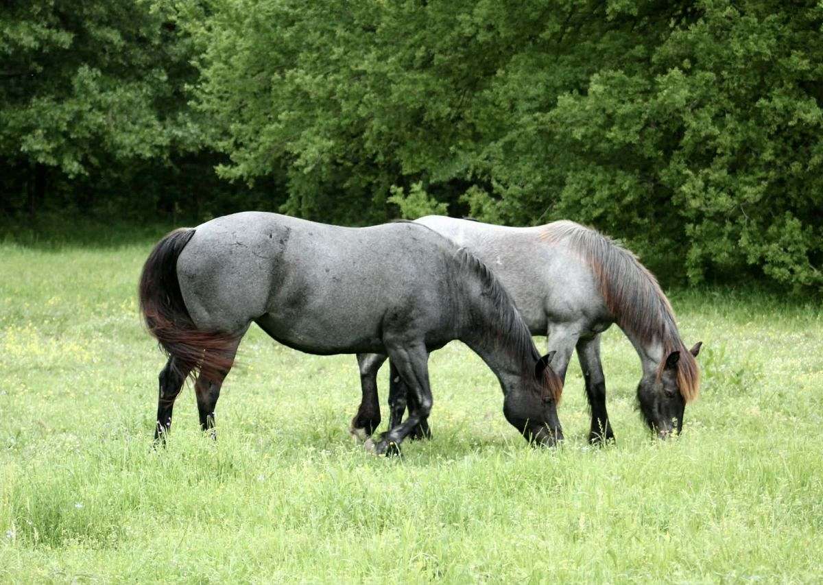 Beautiful True Blue Roan Broodmare!
