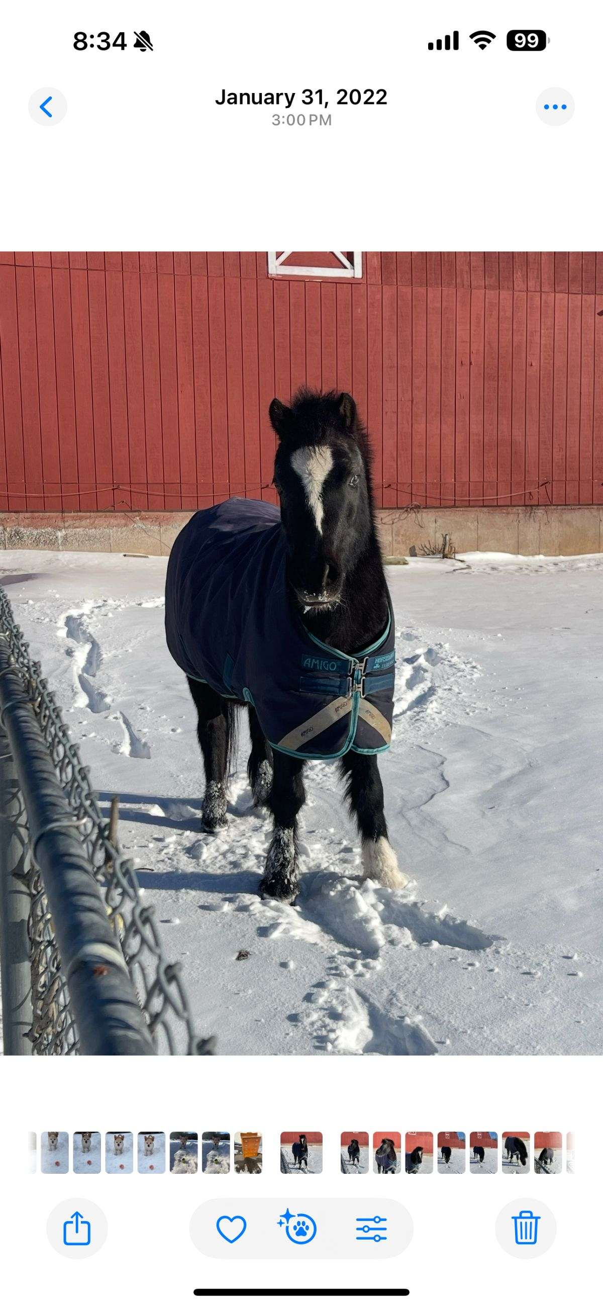 Welsh Pony for Trade