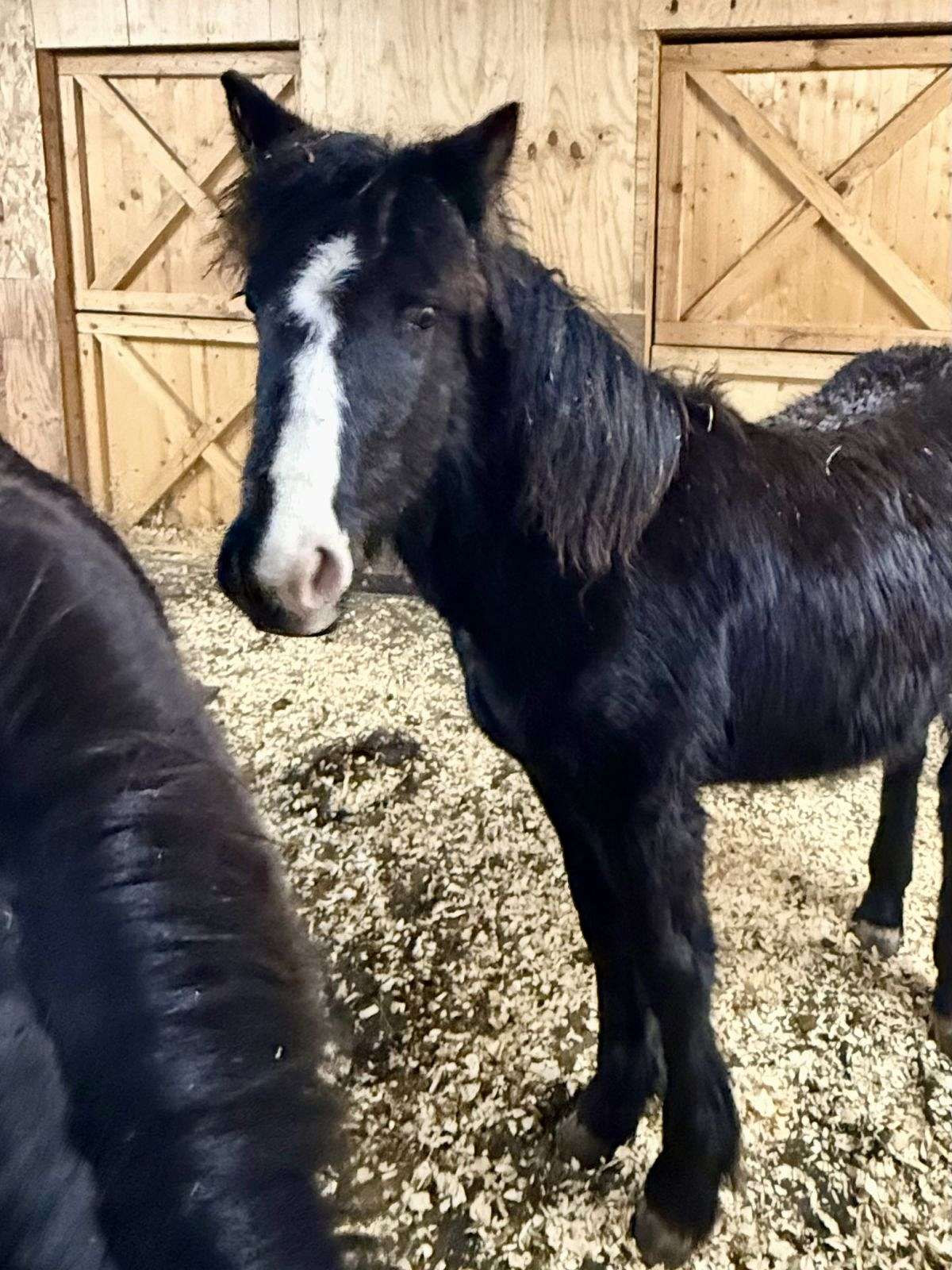 Yearling Mustang Gypsy