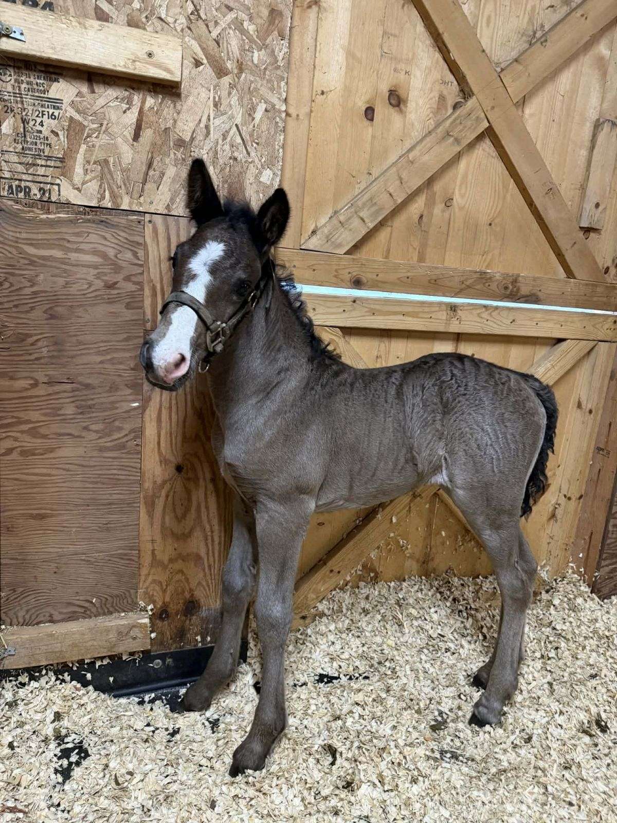 Yearling Mustang Gypsy