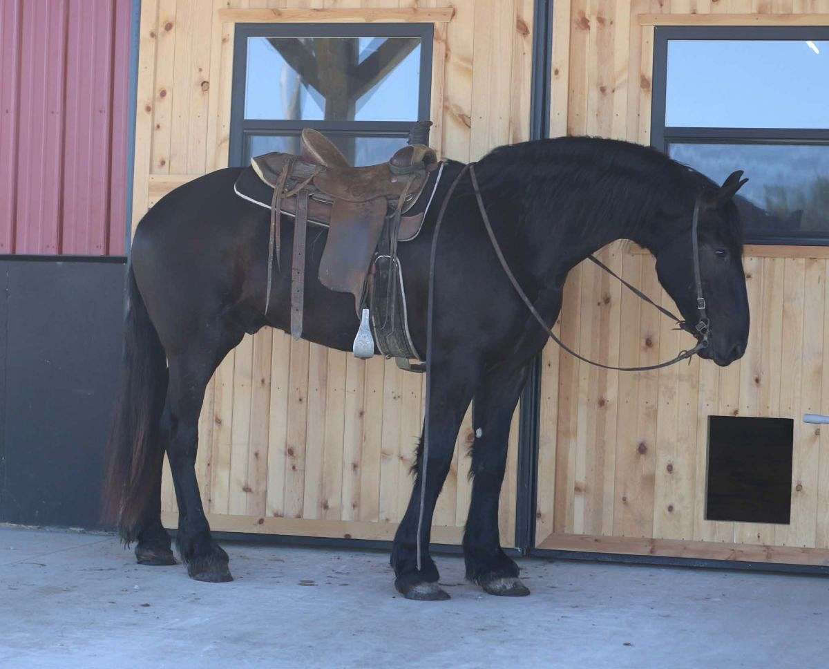 Ace - Friesian Percheron Cross Gelding