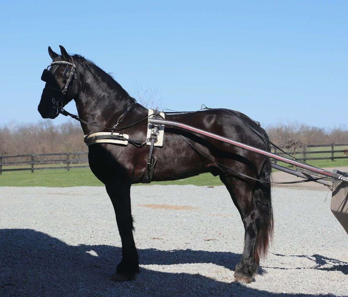 Ace - Friesian Percheron Cross Gelding