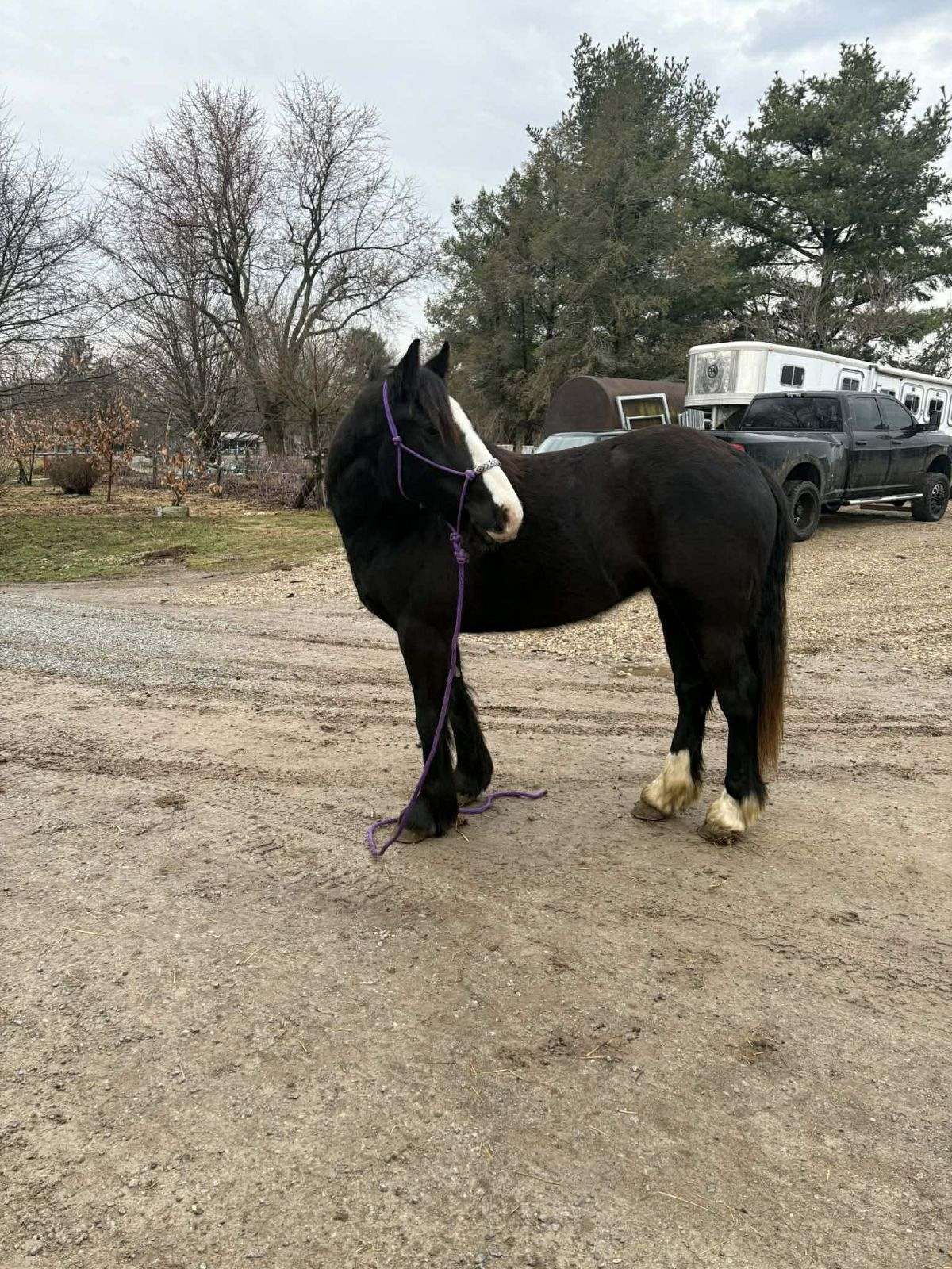 Nice Gypsy Percheron Cross Mare - Gentle , Broke, Friendly!