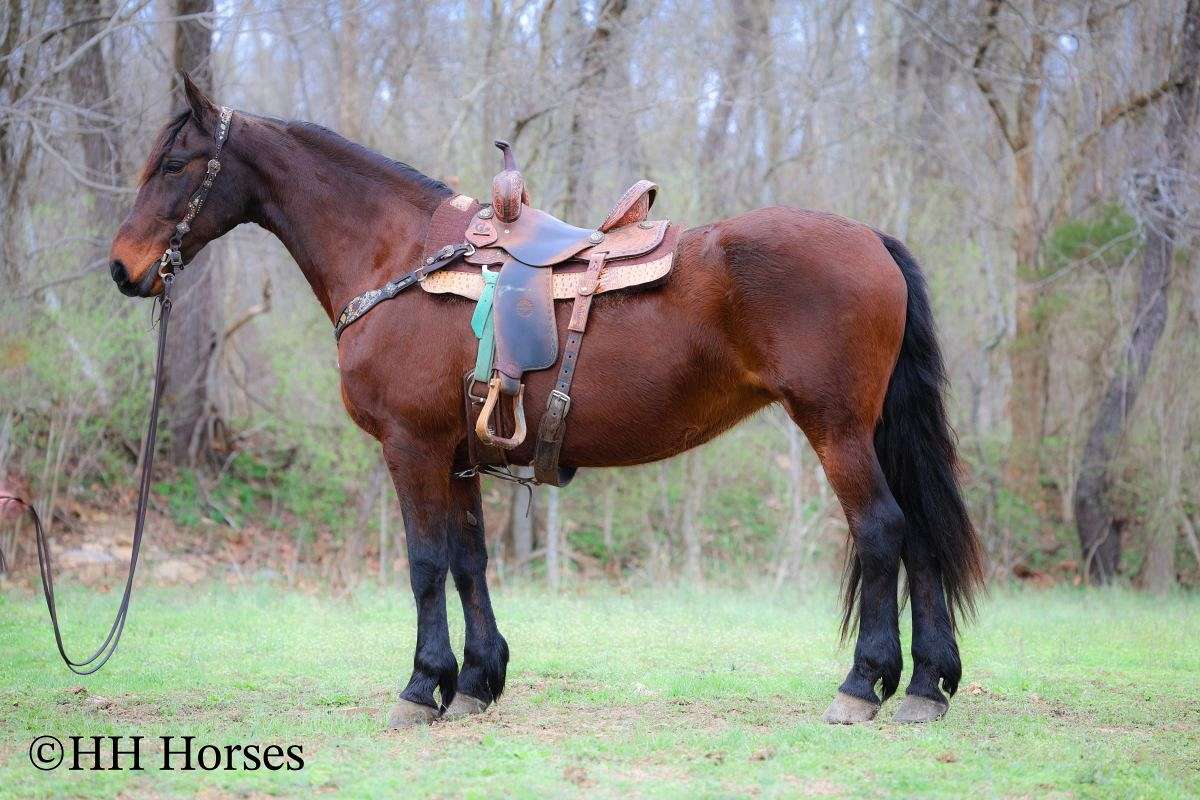 Super Experienced, Elegant, Fancy Traveling Friesian Warmblood Cross