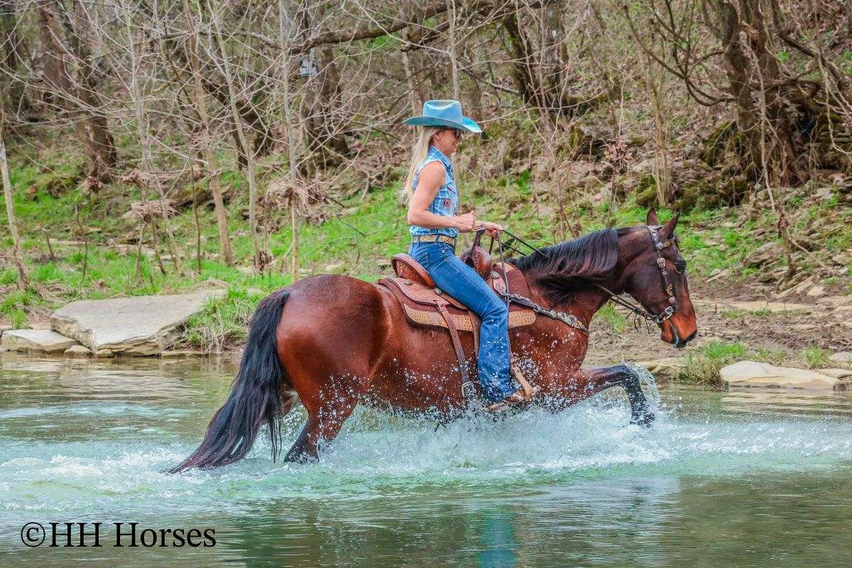 Super Experienced, Elegant, Fancy Traveling Friesian Warmblood Cross