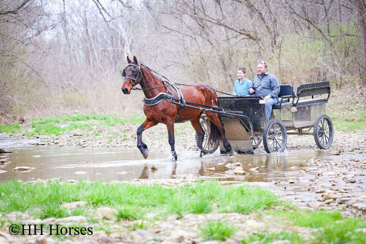 Super Experienced, Elegant, Fancy Traveling Friesian Warmblood Cross