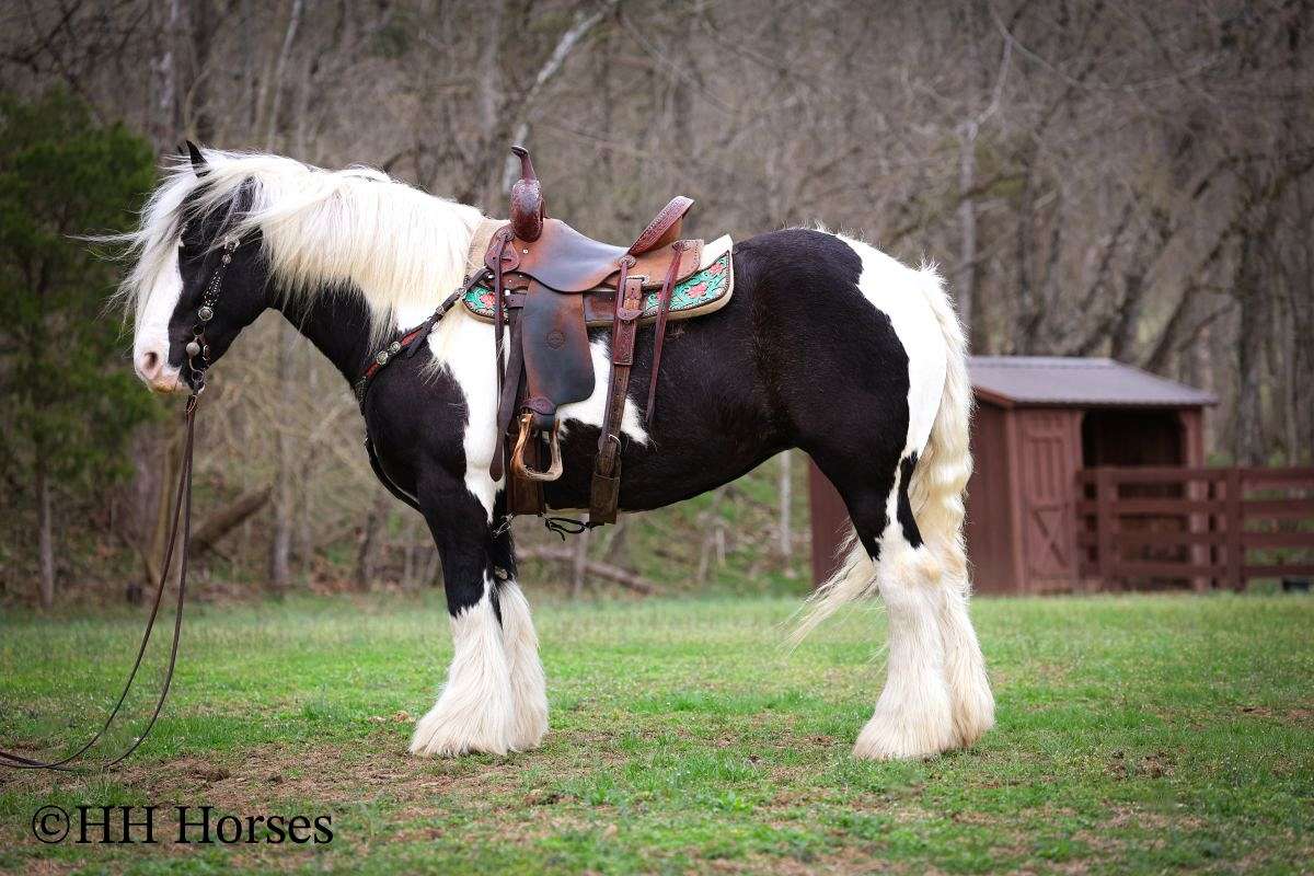 Beginner, Novice, Family, and Youth Friendly Black and White Purebred Gypsy
