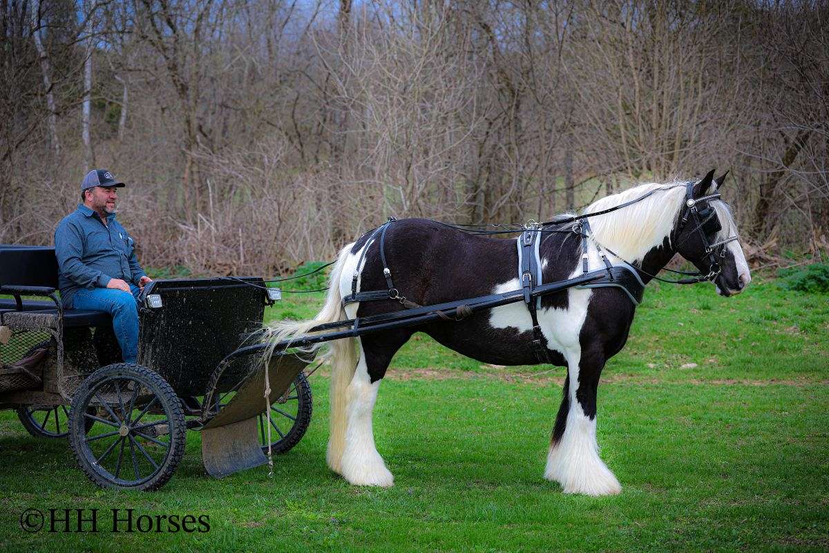 Beginner, Novice, Family, and Youth Friendly Black and White Purebred Gypsy