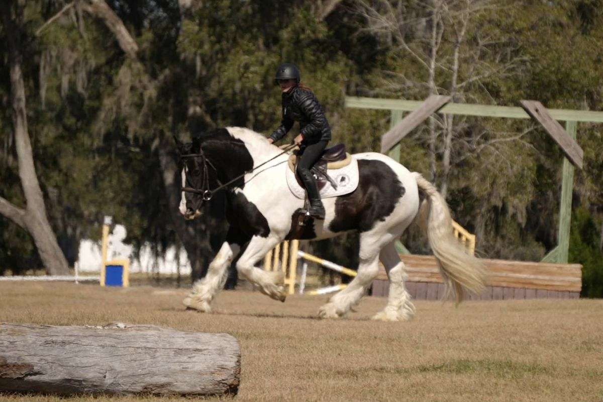 Charlie Waffles - Ultimate Family Partner 10 yo Piebald Gypsy X Gelding!