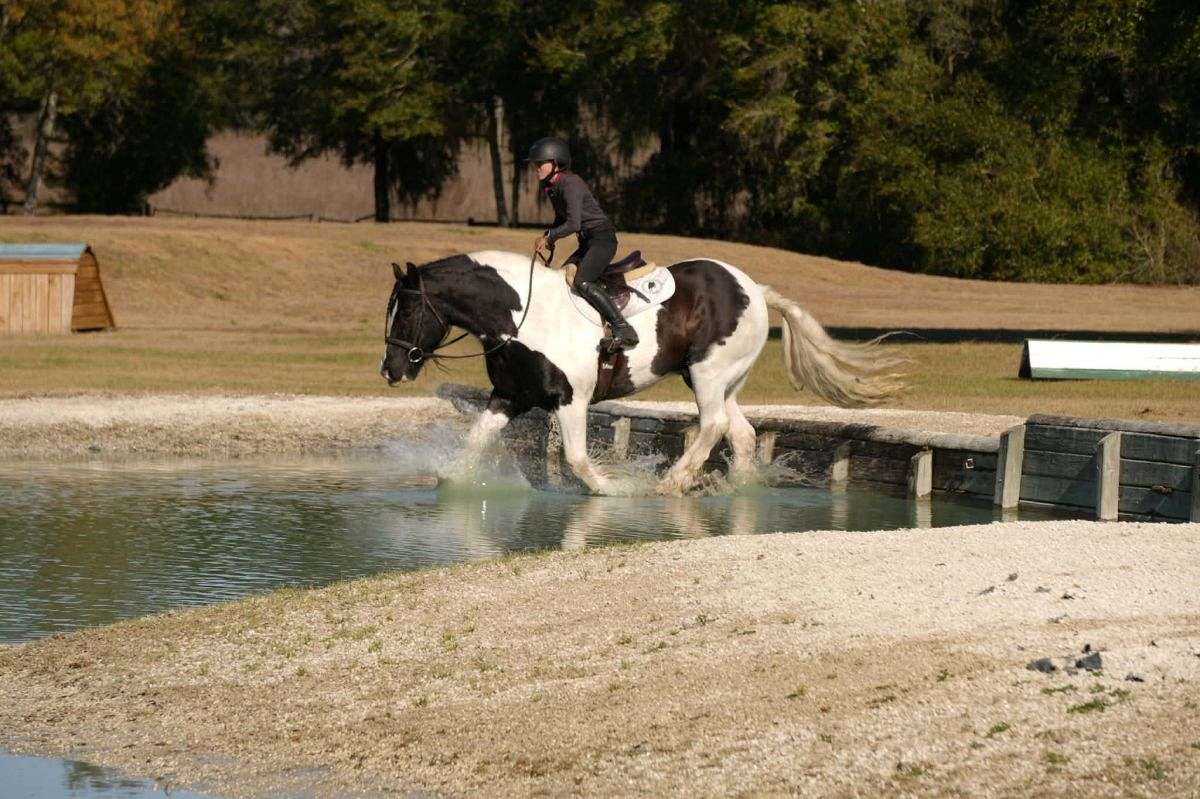 Charlie Waffles - Ultimate Family Partner 10 yo Piebald Gypsy X Gelding!