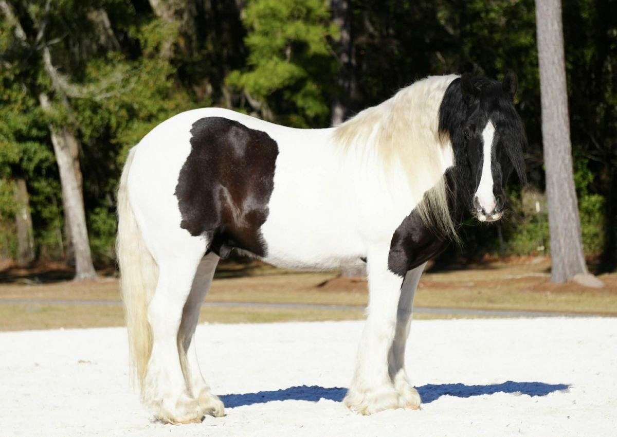 Charlie Waffles - Ultimate Family Partner 10 yo Piebald Gypsy X Gelding!