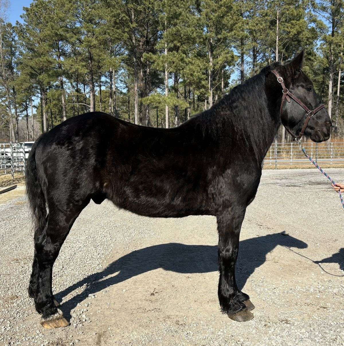 Bombproof Percheron Gelding