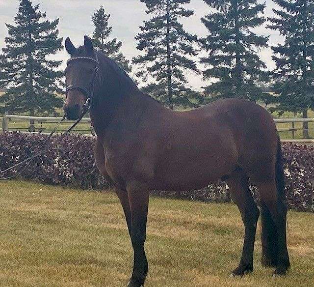 Gorgeous Friesian Sport Horse Gelding