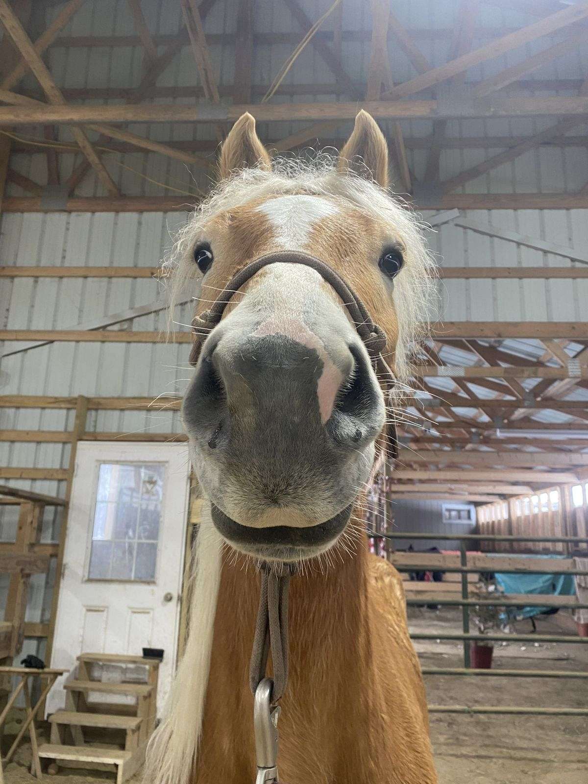 Flashy Registered Halflinger