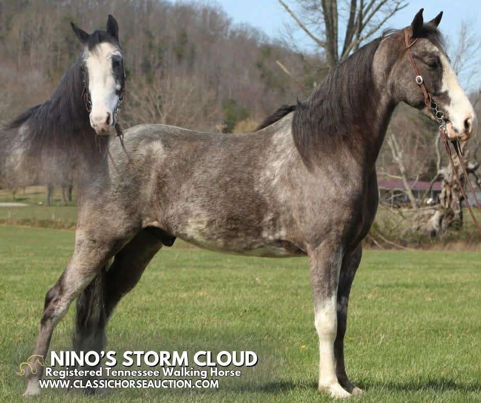 Registered Blue Roan Tennessee Walking Horse Gelding