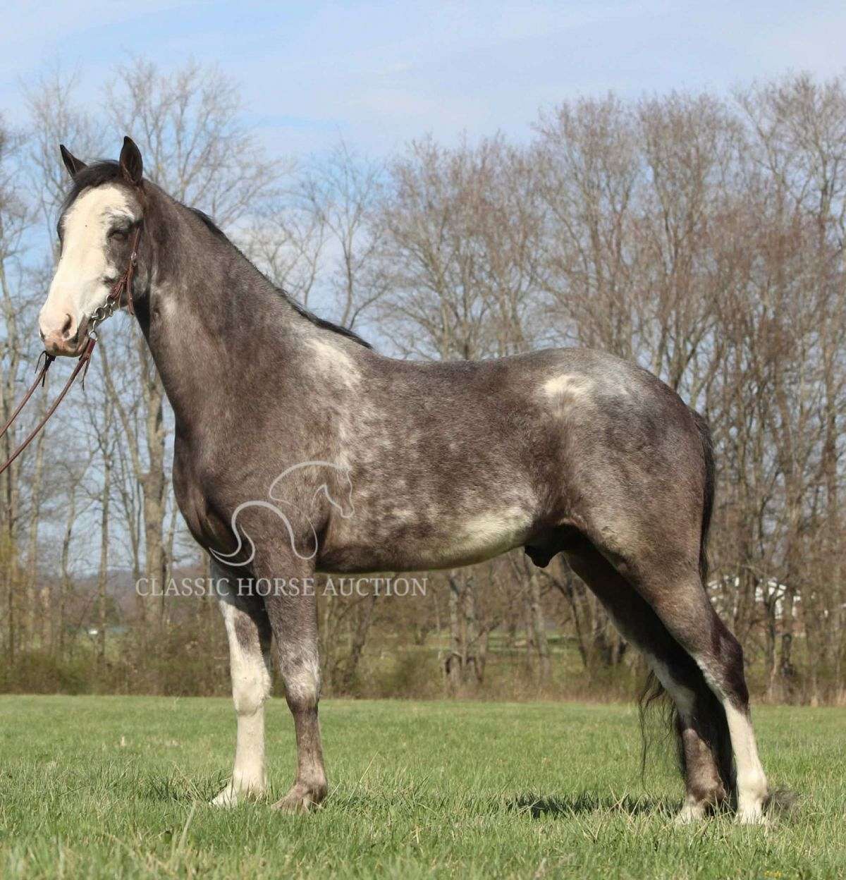 Registered Blue Roan Tennessee Walking Horse Gelding