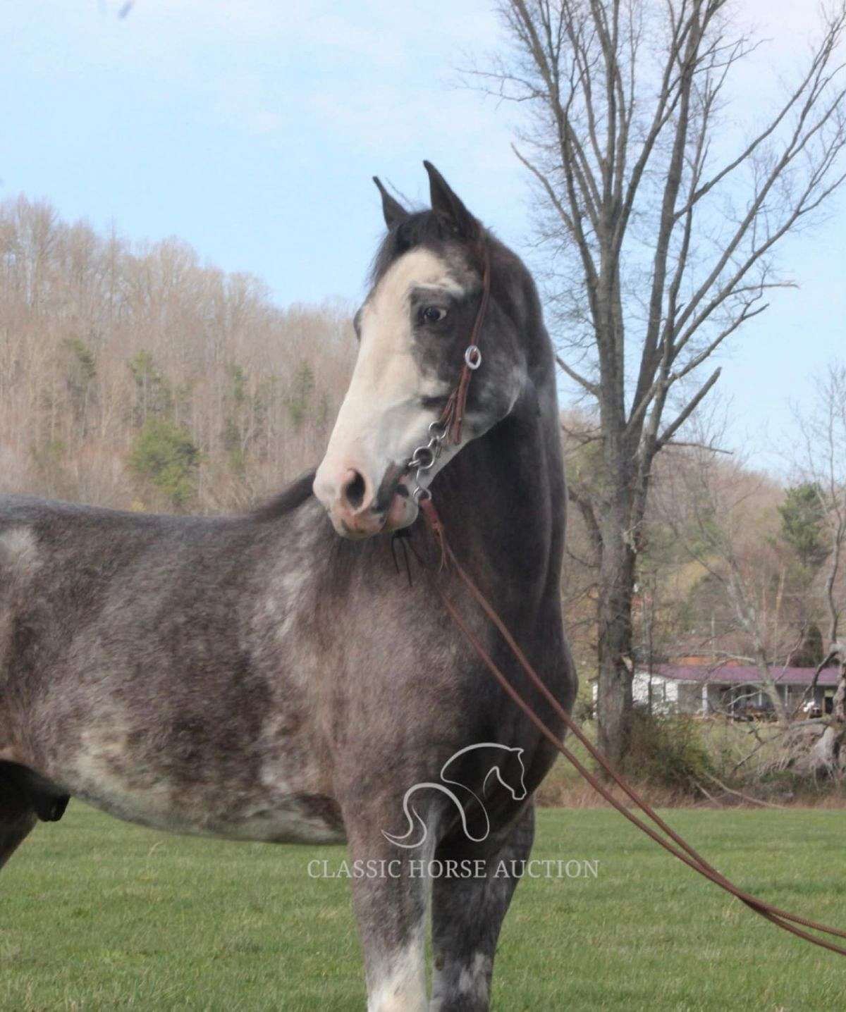 Registered Blue Roan Tennessee Walking Horse Gelding