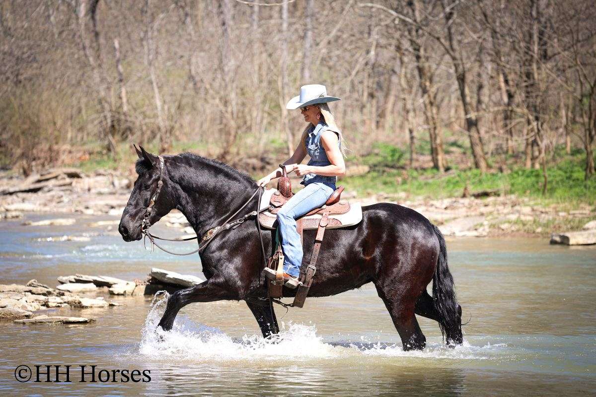 Attractive, Strong, Sure Footed Black Friesian Percheron Cross Mare