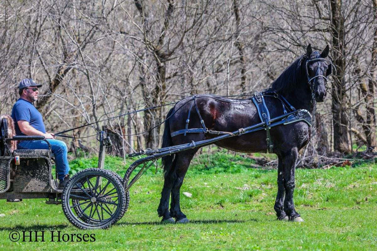Attractive, Strong, Sure Footed Black Friesian Percheron Cross Mare
